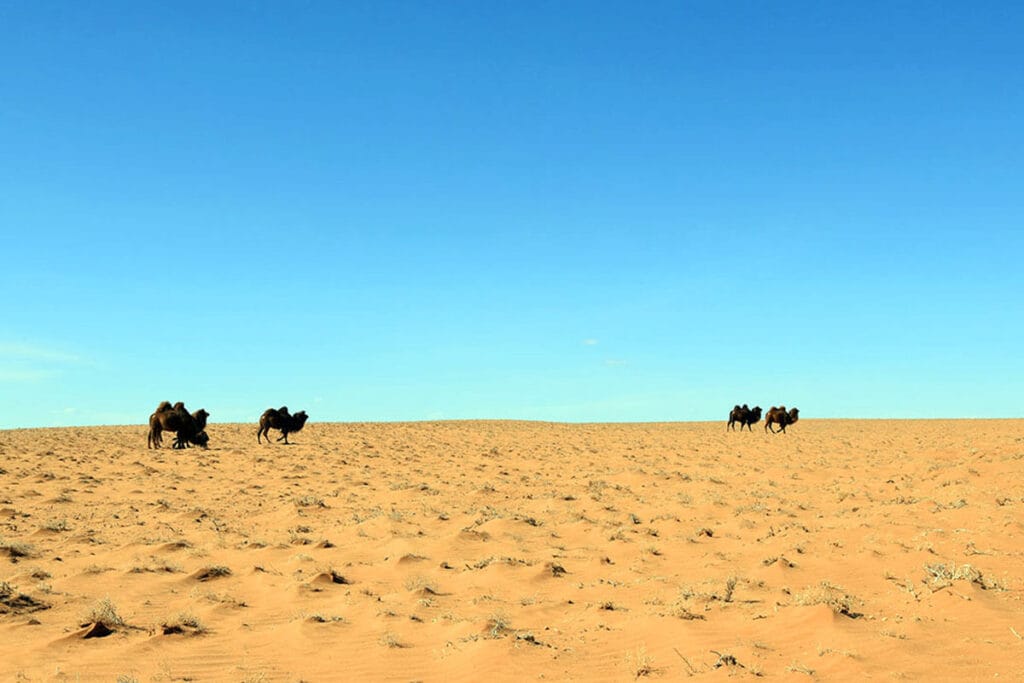 The Secret of Gobi Desert & the Winding Steppes of Mongolia – TRAVEL to ...